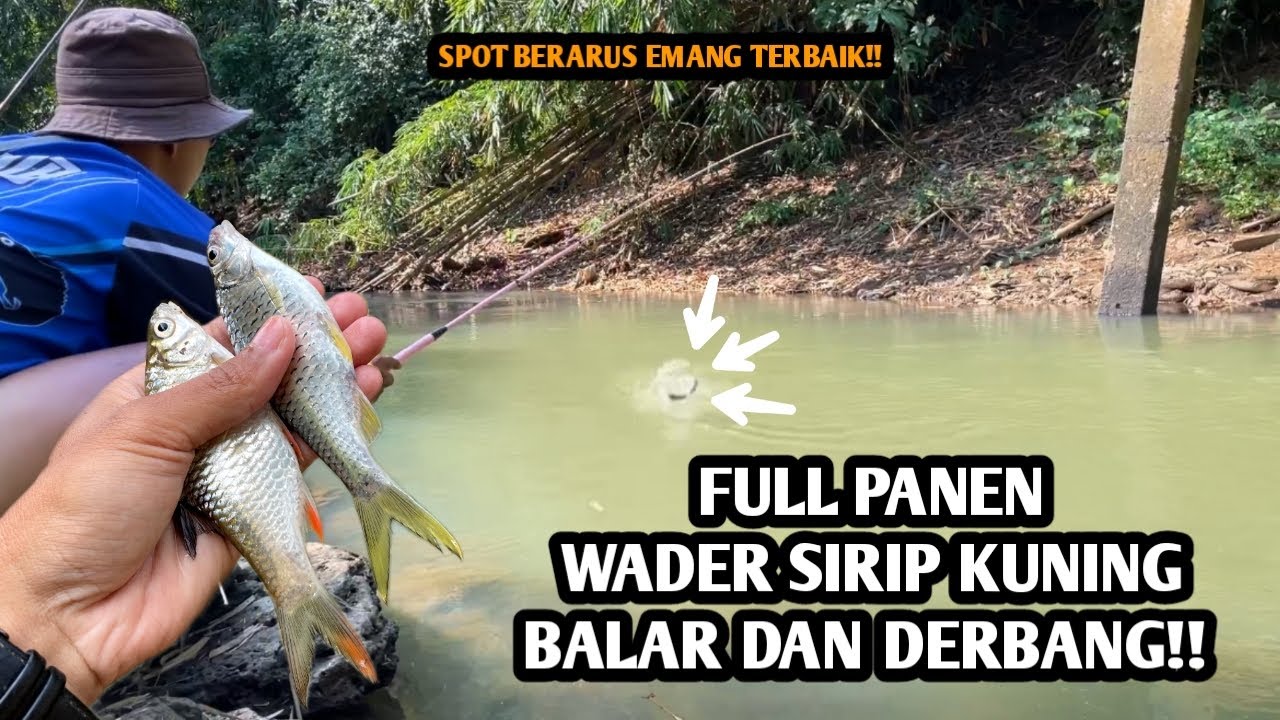 ORA UMUM!! PANEN PUTIHAN DI SPOT BERARUS!! Mancing wader atau putihan pakai teknik kumbul - YouTube