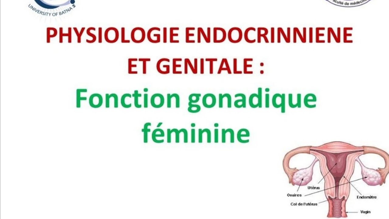 Fonction Gonadique Feminine (Physiologie) - YouTube