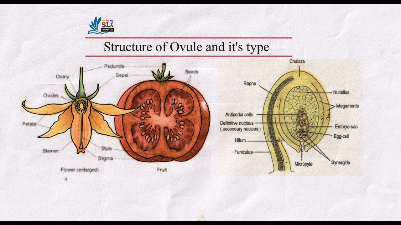 Sexual Reproduction in Flowering Plant Class 12 // Structure and Types ...