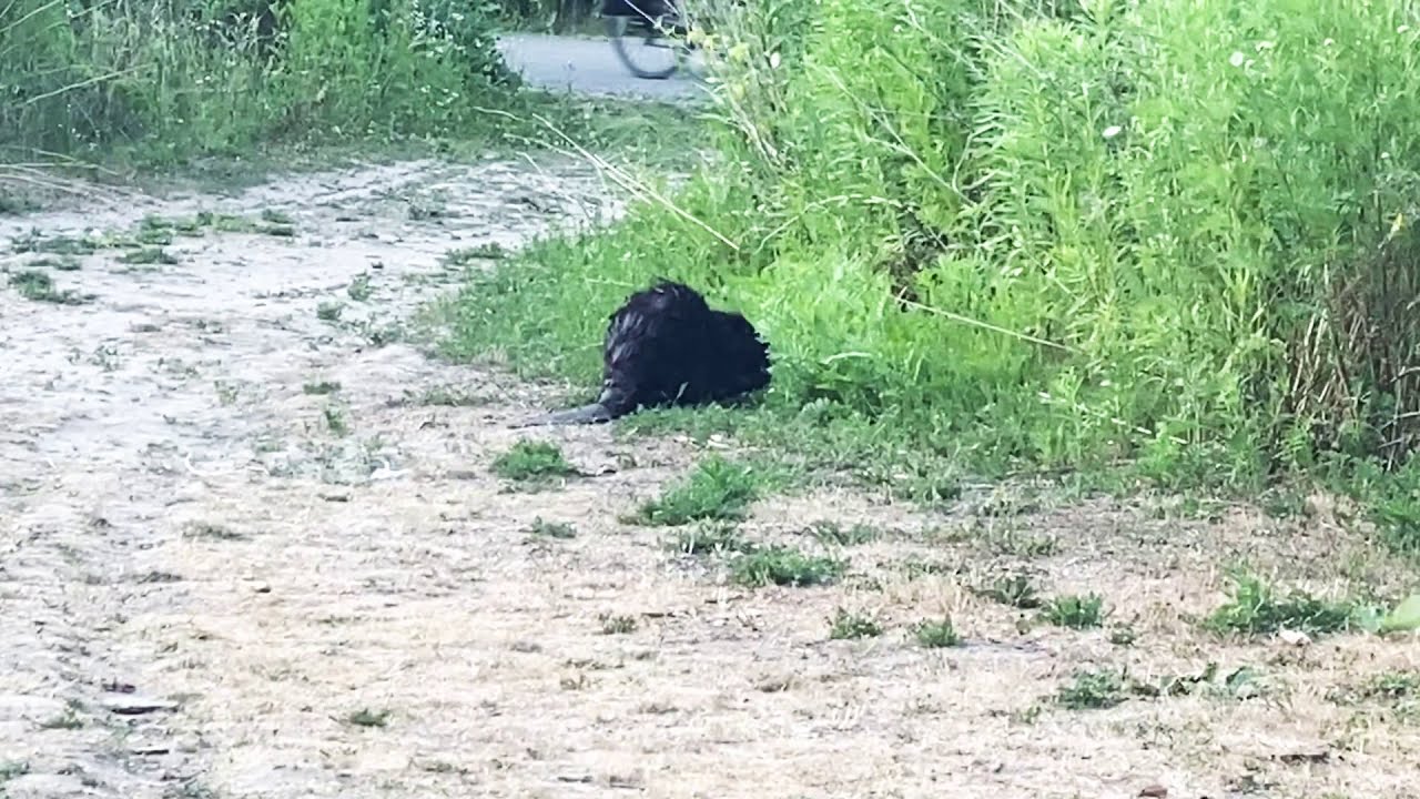 Beaver Spotted in Toronto - YouTube