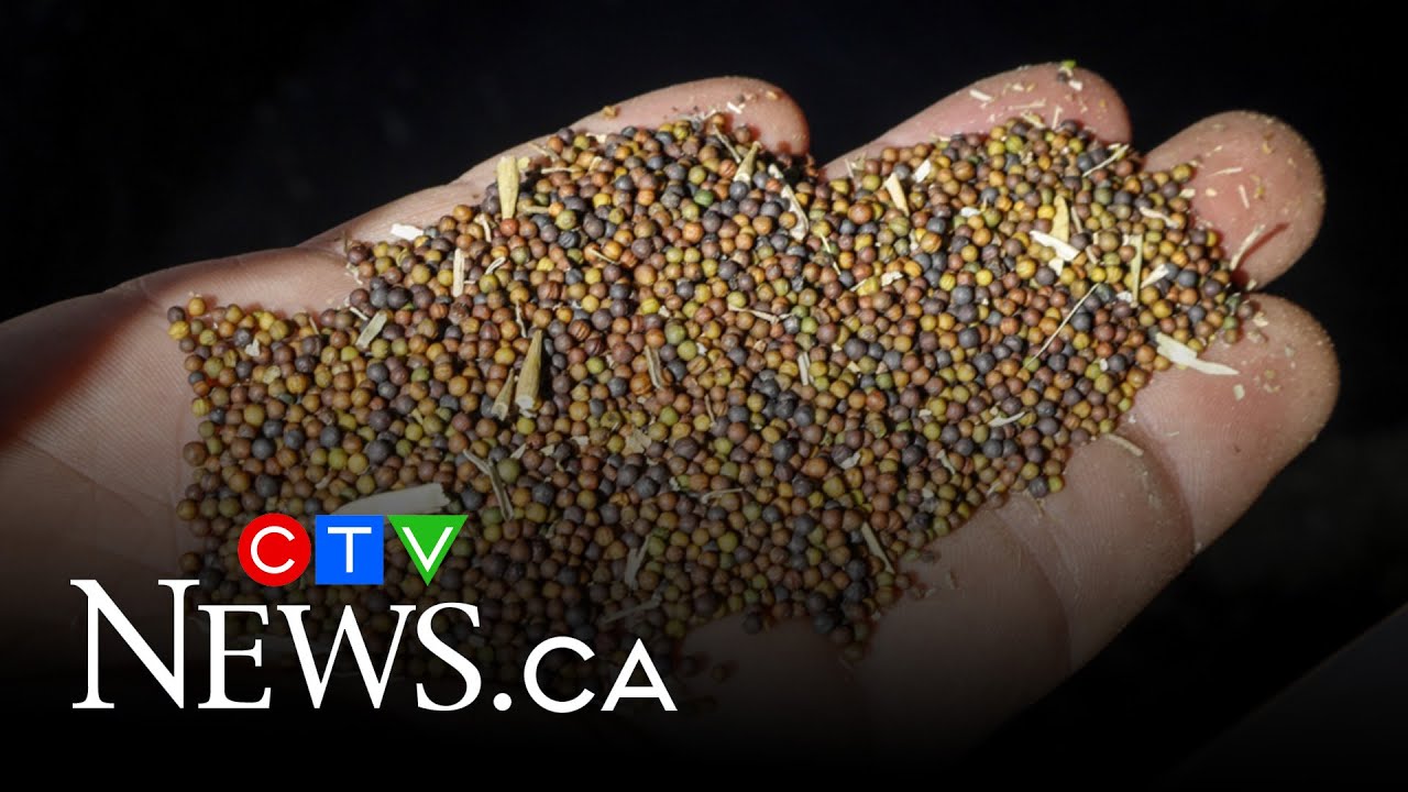 What to know when buying Canadian seeds - YouTube