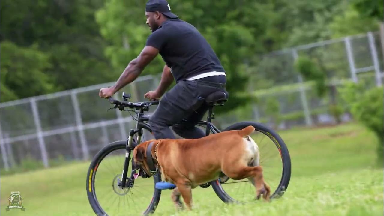 Exercise Raw Food Diet Creates Top Quality Boerboels Youtube