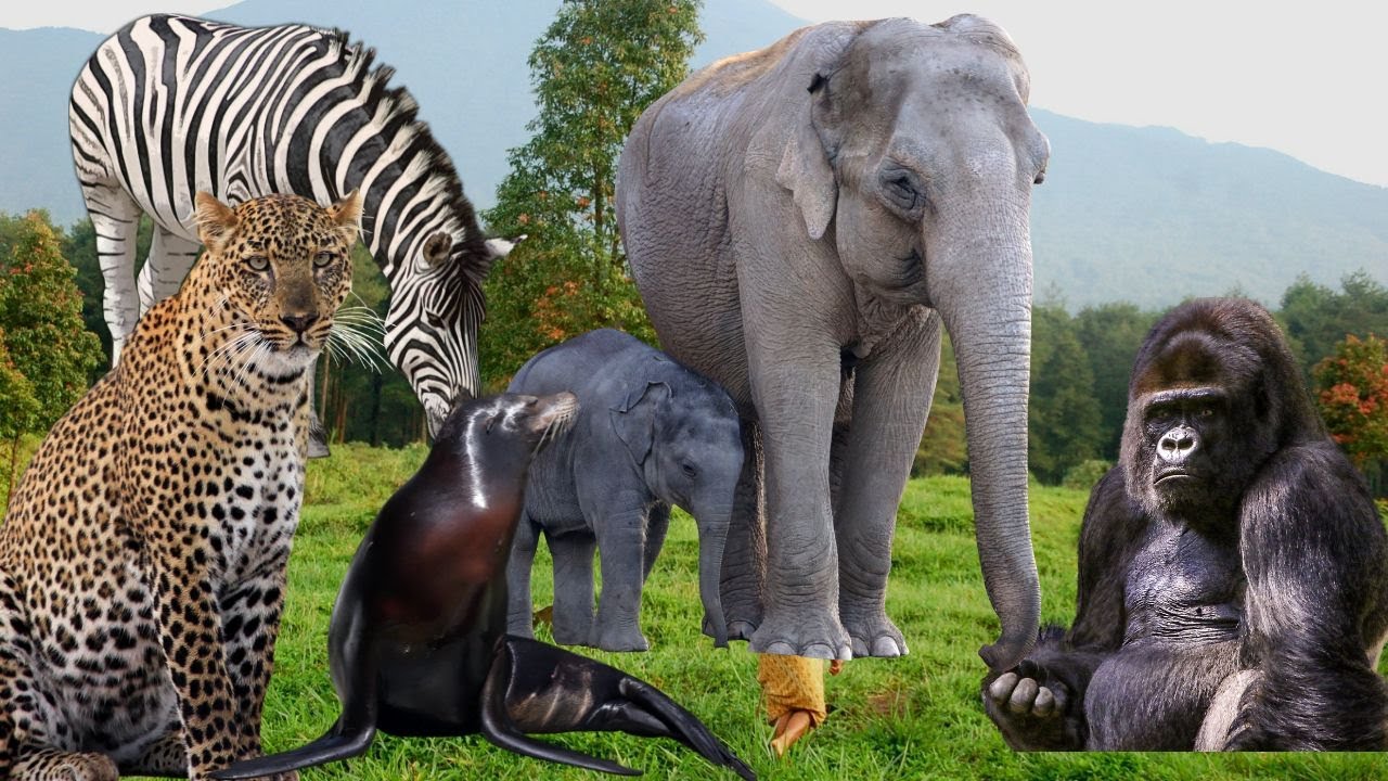 MENGENAL BINATANG ATAU HEWAN DAN SUARANYA GAJAH, HARIMAU, ANJING LAUT ...