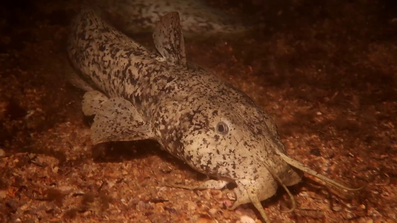 Estuary Catfish - YouTube