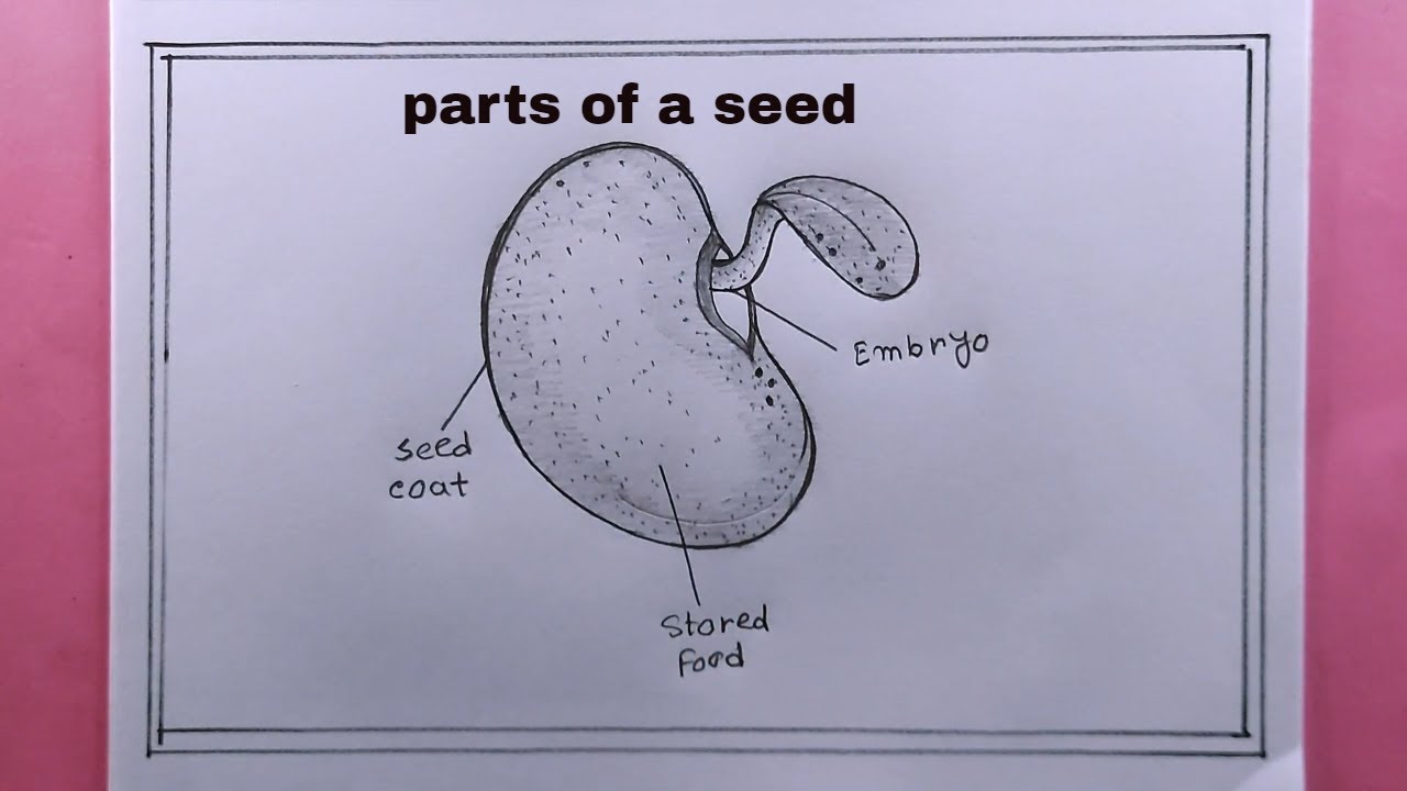 Bean Seed Parts bean-seed-parts
