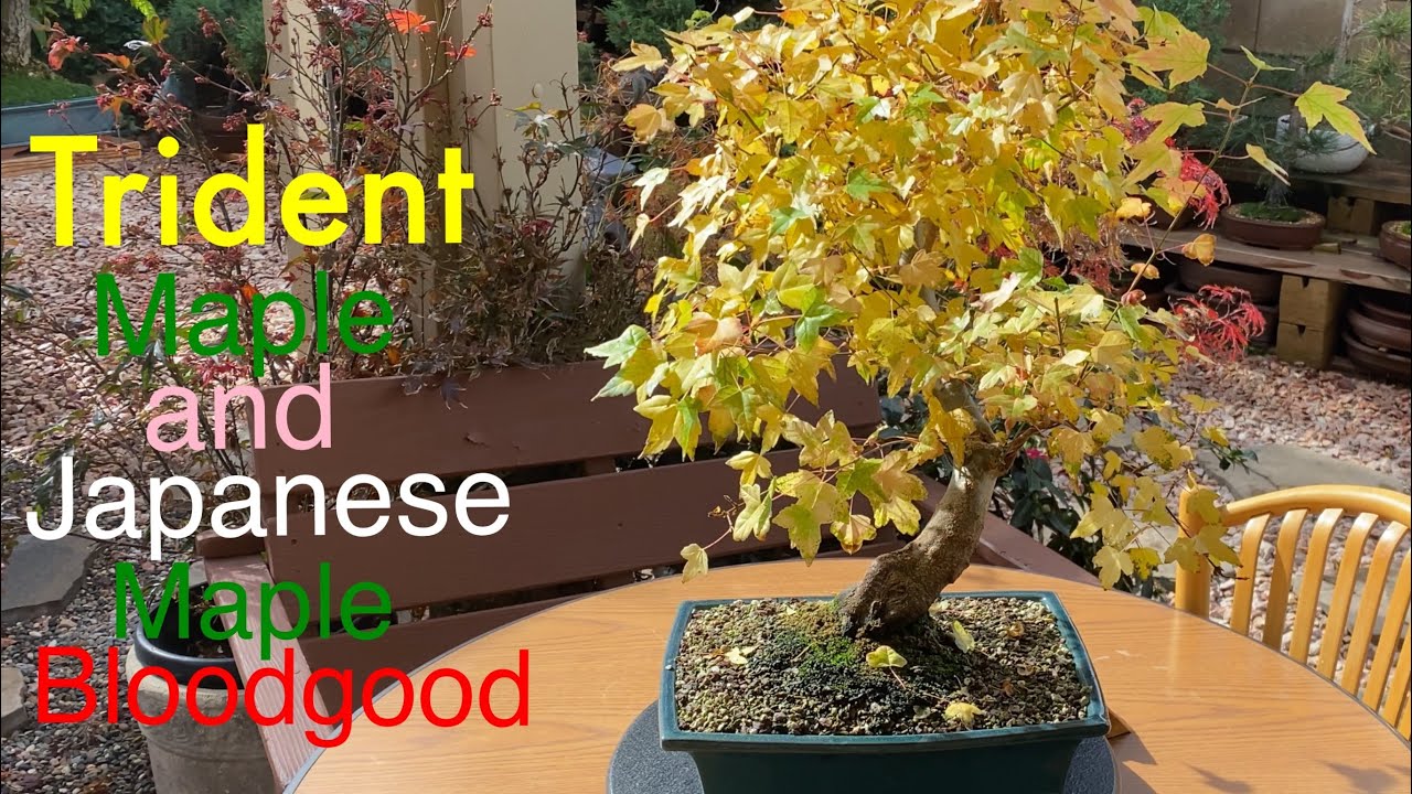 Bonsai - Trident Maple and Japanese Red Maple - Bloodgood and more Japanese Maples Dec 2019 ...