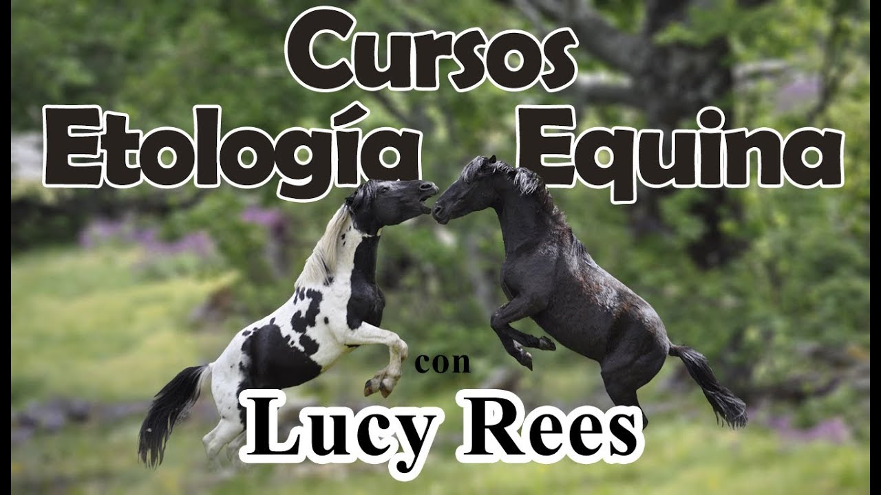 Cursos de etología equina en España con Lucy Rees - YouTube