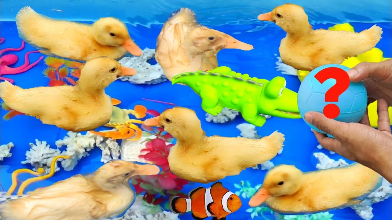 Cute baby ducks !!! Ducklings swimming pool (funny ducklings) - YouTube