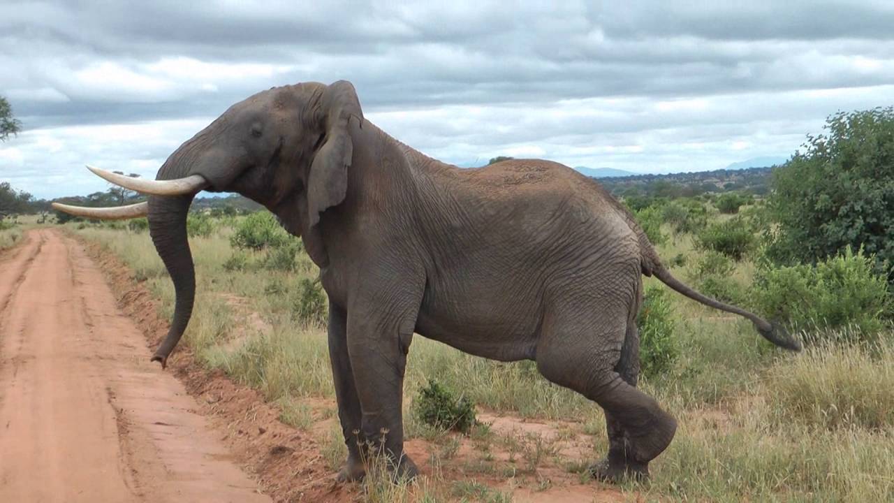 Elephant Interrupts Ostrich Fight - Tarangire, Tanzania May 2011 - YouTube
