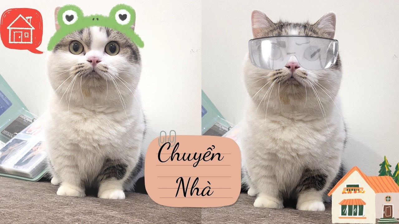 Meowisthebest - Chuyển Nhà - YouTube
