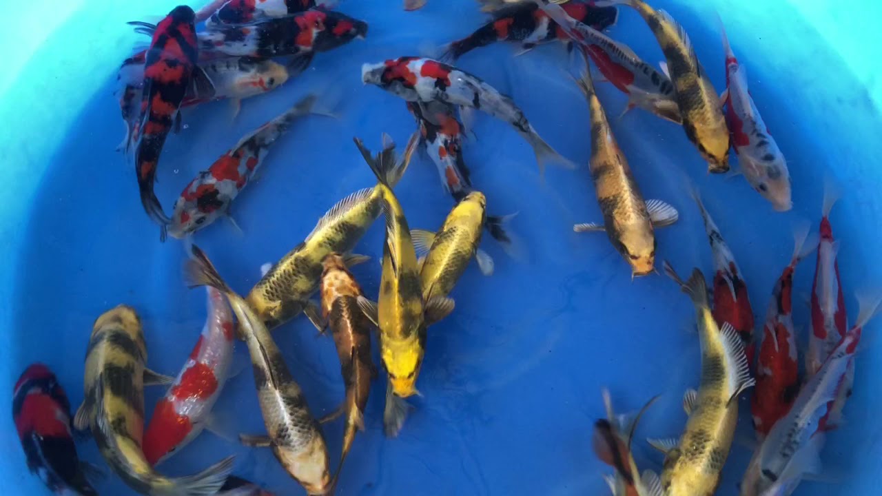 JKS - MIA-009 Tosai Shusui, Kin Ki Utsuri, Doitsu Showa, very few other ...