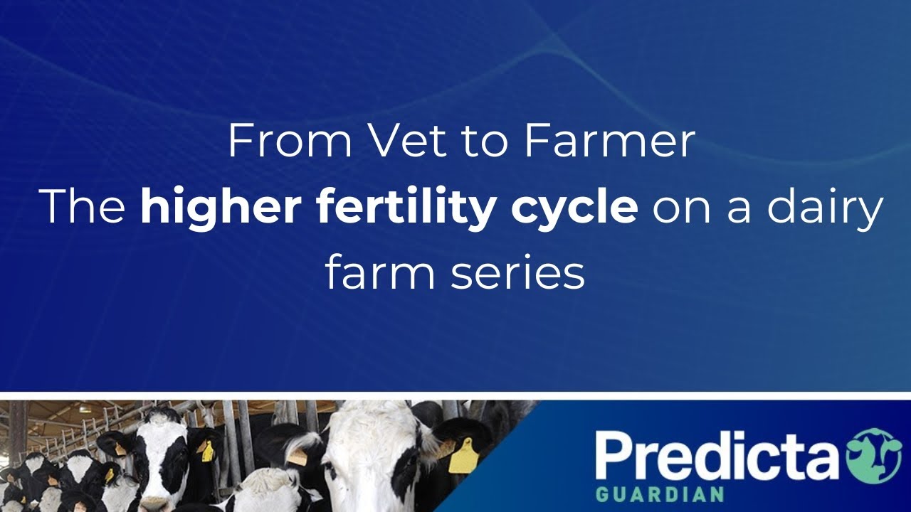 The higher fertility cycle on a dairy farm - YouTube