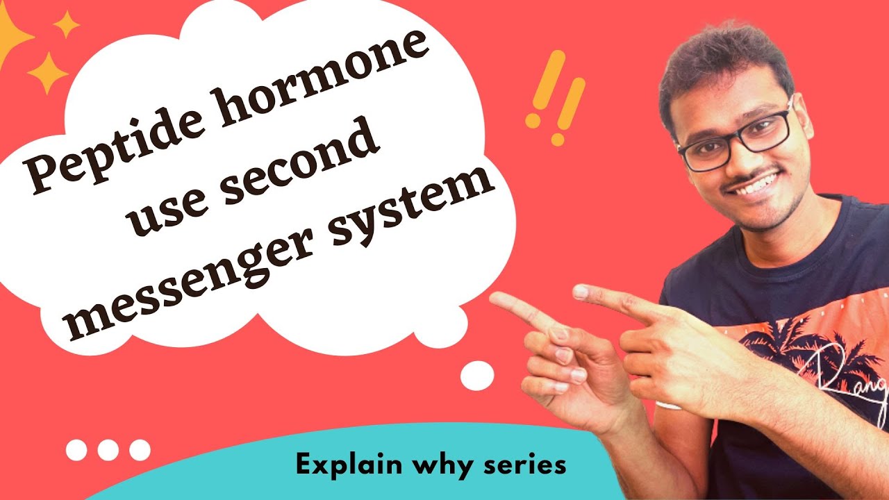 Peptide hormone use second messenger system. WHY?? - YouTube