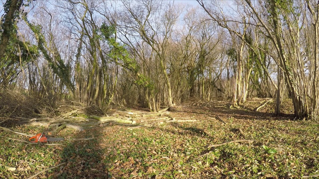 Restoration Felling Of Derelict Hazel Coppice For Firewood - YouTube