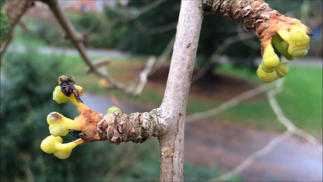 Maidenhair (Ginkgo biloba) - branch & buds - January 2018 - YouTube