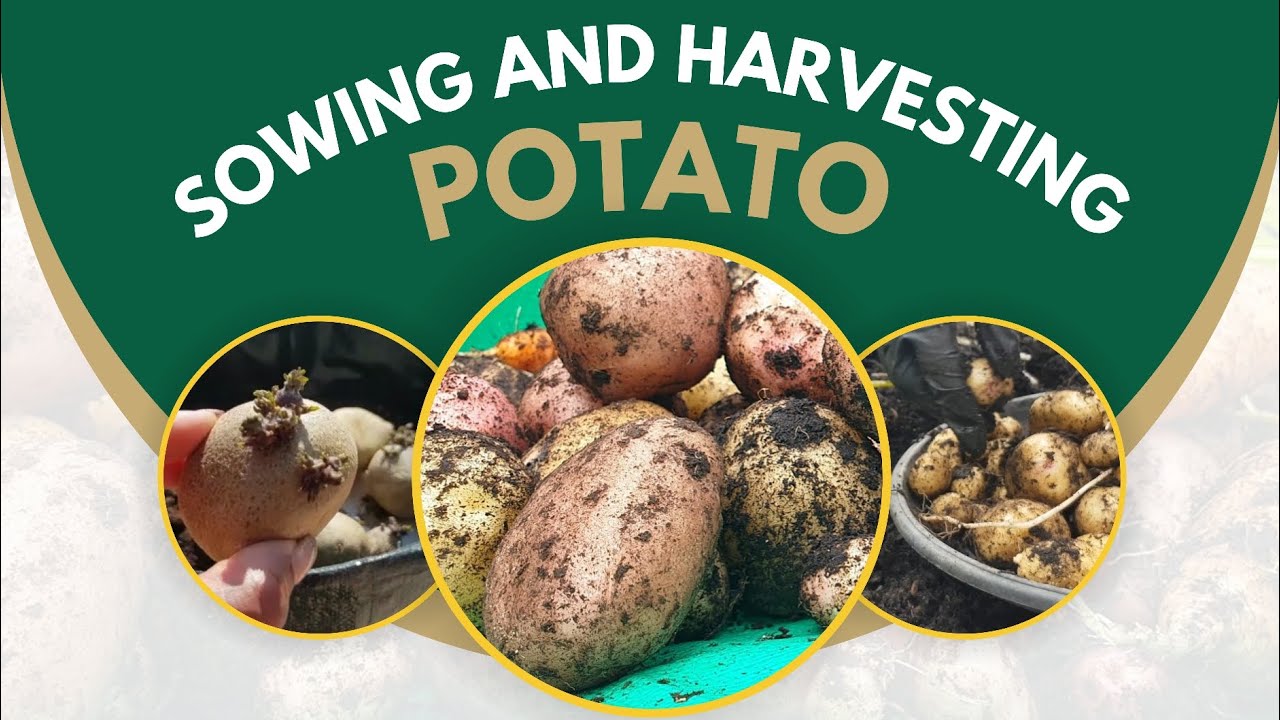 Lazy Potatoes | Effective POTATO Growing Tips | No Dig, Easy Harvest! - YouTube