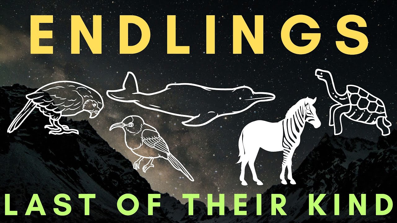 LAST ONE before EXTINCTION - The Stories of Five Endlings - Part 3 ...