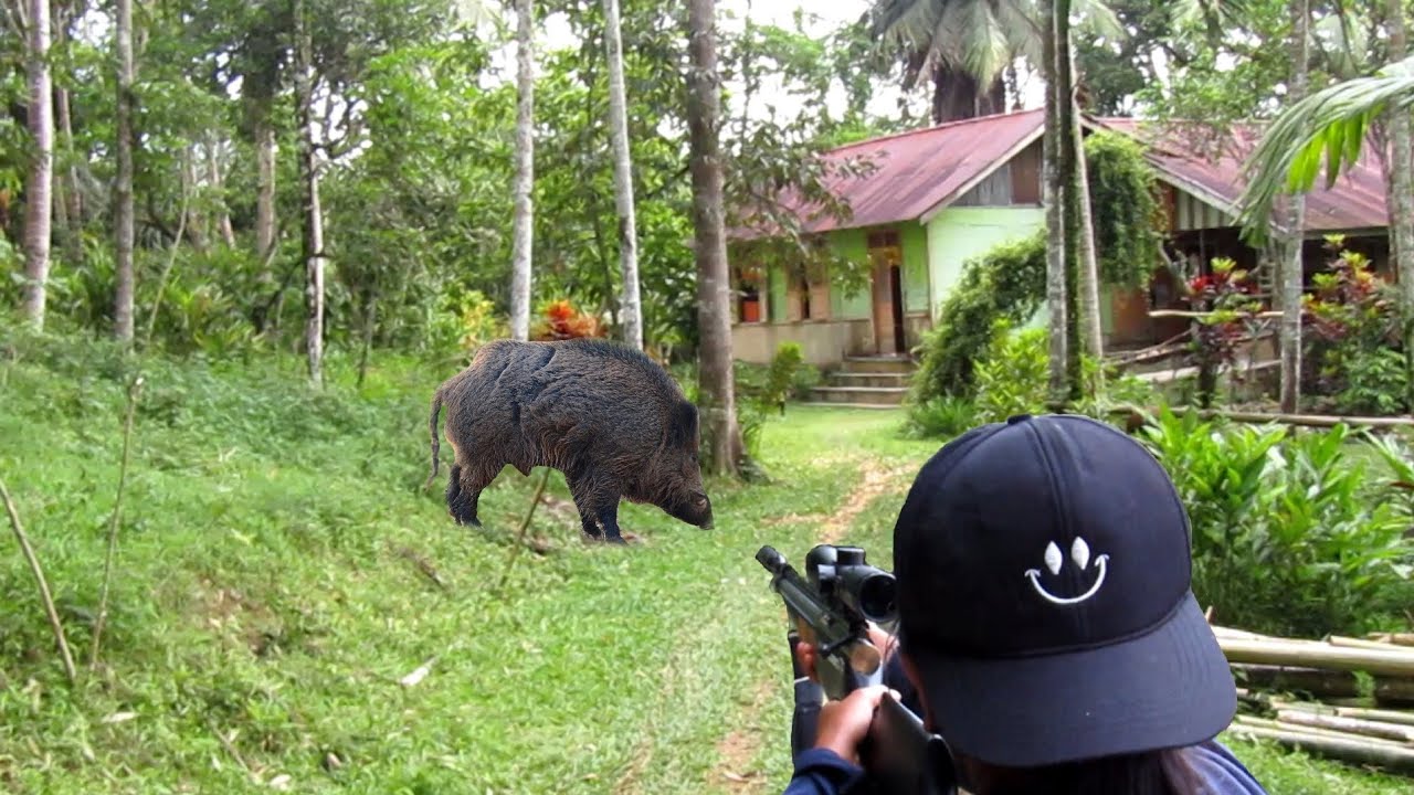 TOP HUNTING WILD BOAR POIN BESAR MOSTER BETINA LAGI (aksi terbaik ...