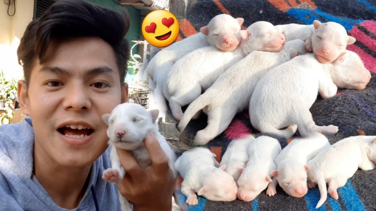 Introducing My New Born Puppies 😍 💕 |Cute Puppy Video 😘 - YouTube