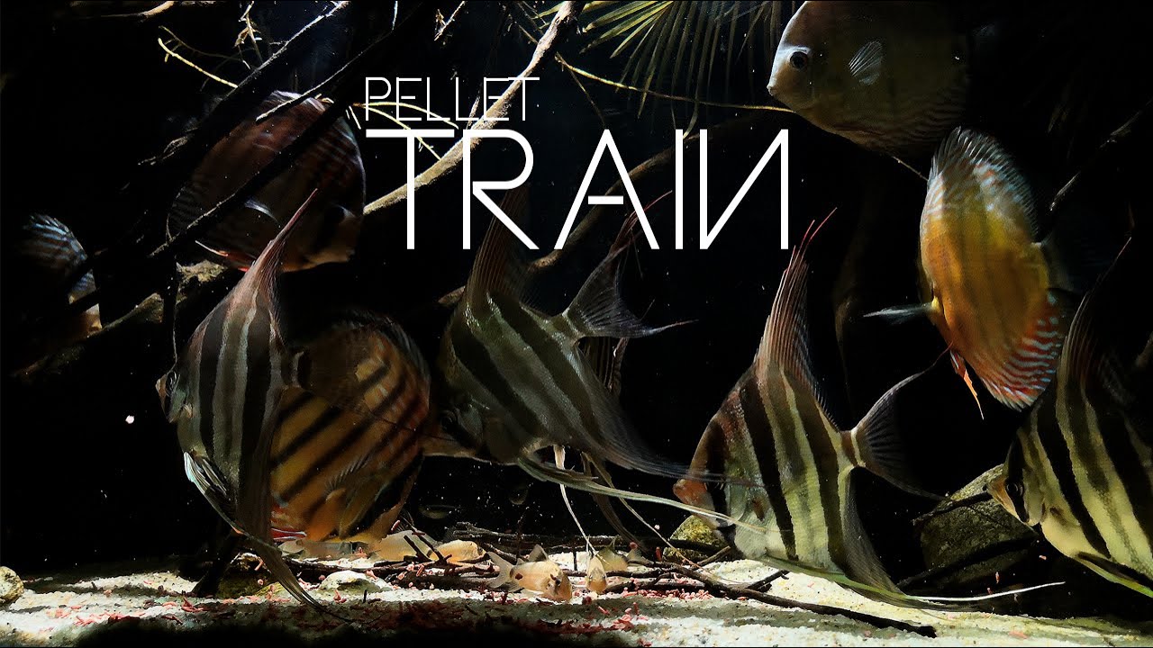 How I Train Pellet to My Wild Discus and Pterophyllum Altum - YouTube