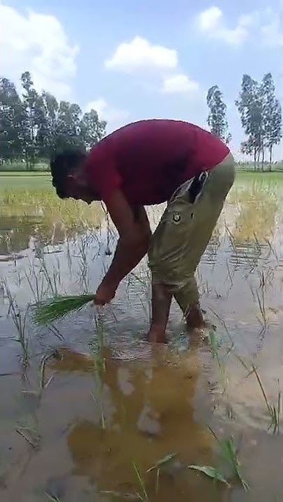 dhan ke khet me - YouTube