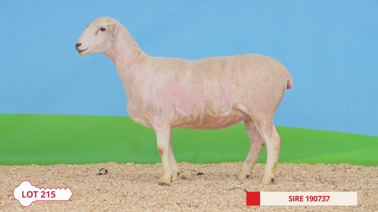 Lot 215 Tattykeel Australian White Stud Ewe 2022 Sale - YouTube