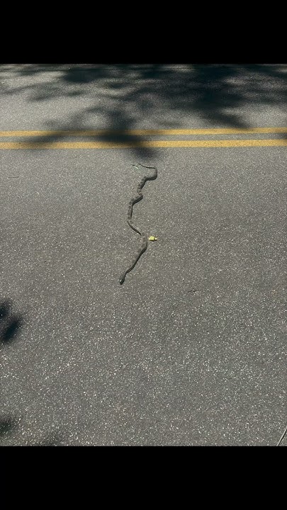 “Ran up on a couple snakes sunbathing on the road today.” - YouTube