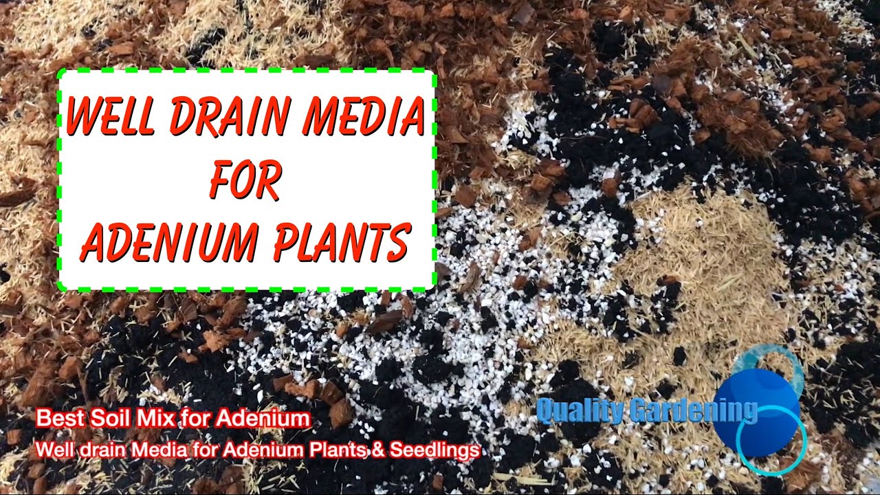 Well drain Media for Adenium Plants & Seedlings | Quality Gardening ...