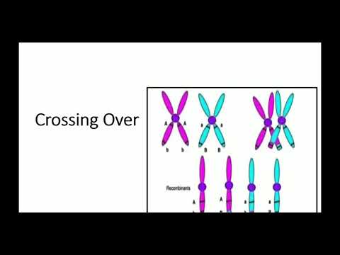 Crossing Over || Principles of Genetics || Structures & Significance of ...