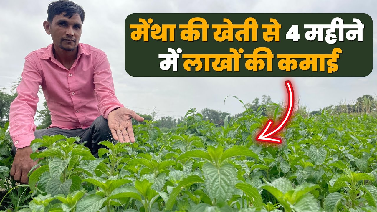 मेंथा/पिपरमेंट की खेती की पूरी जानकारी | Peppermint Farming | Mentha ki ...