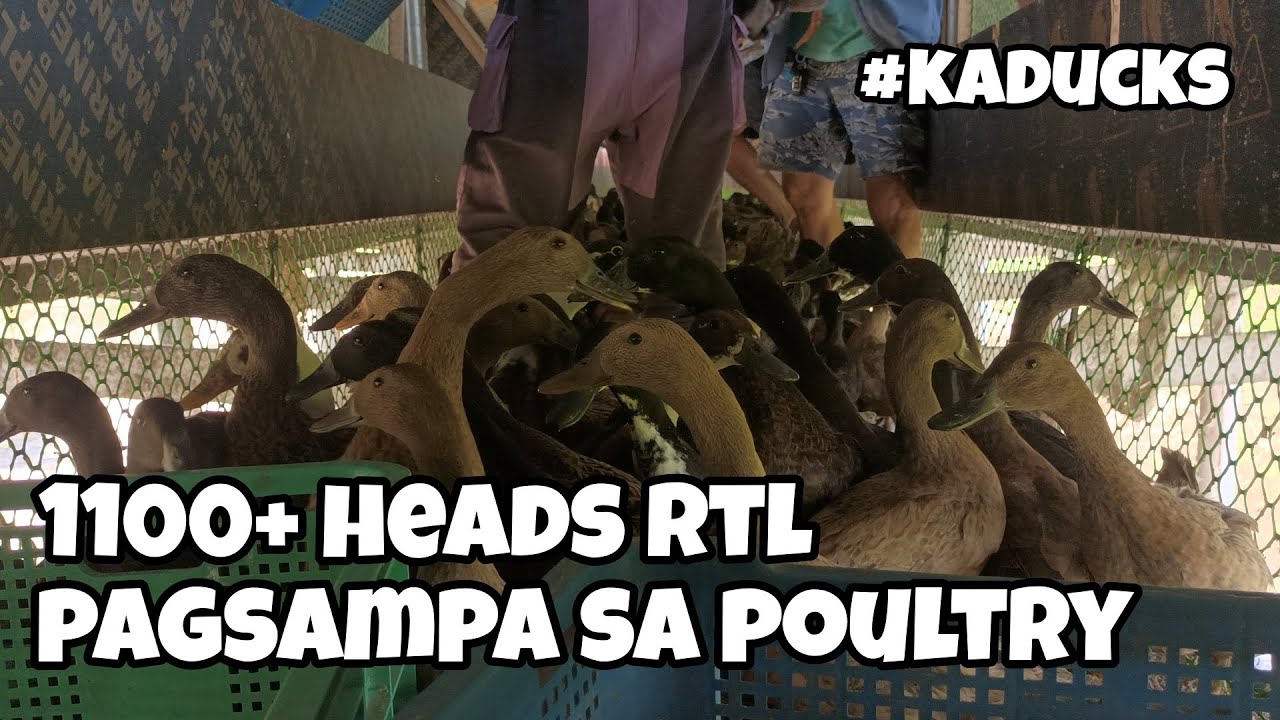 EP115 - BAGONG ITIK SA POULTRY 1100+ RTL #kaducks - YouTube