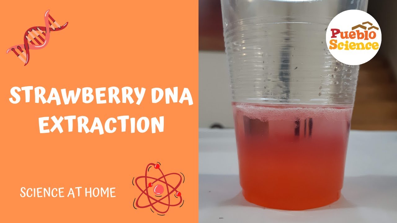 Dna Extraction Procedure Strawberry