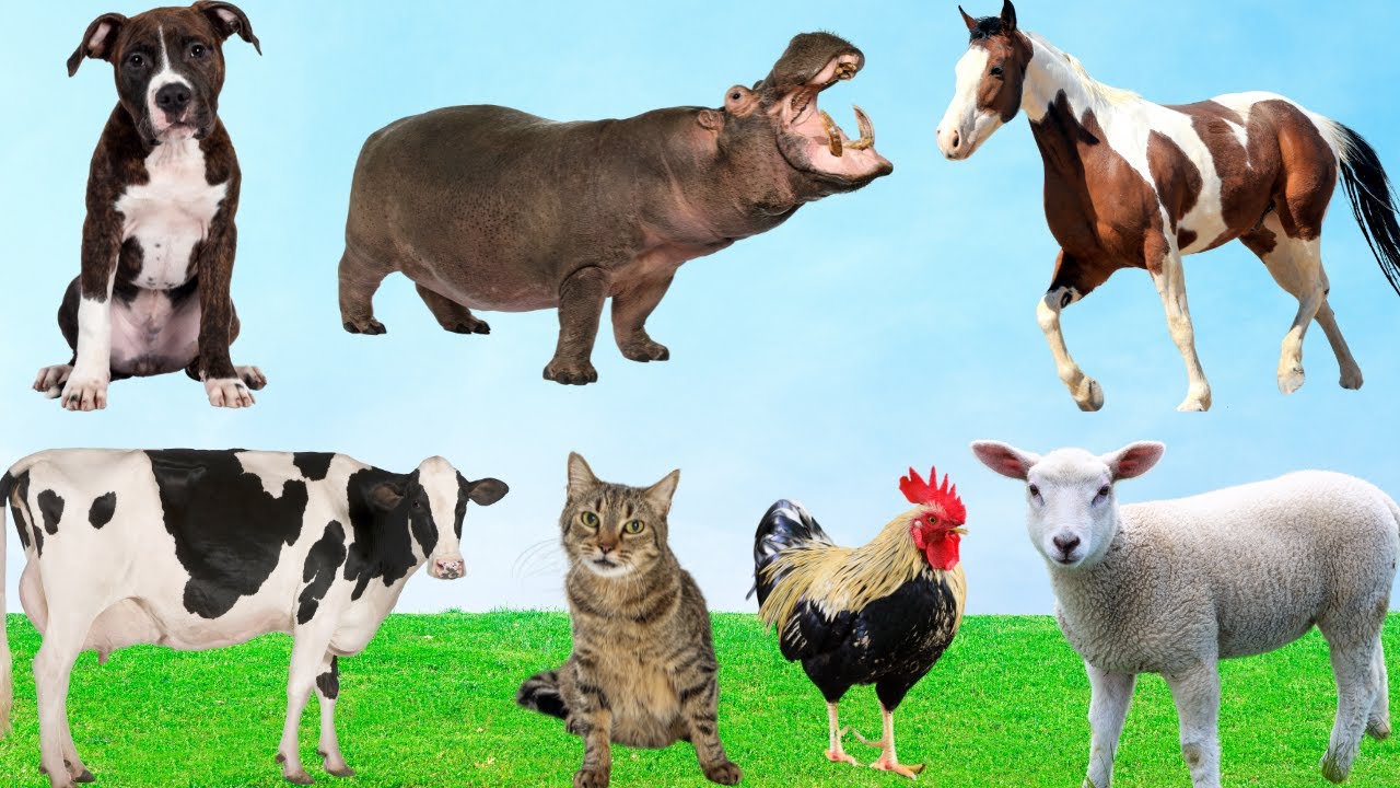 Familiar Animals: Cat, Dog, Cow, Chicken, Duck, Pig, Elephant, Goat ...