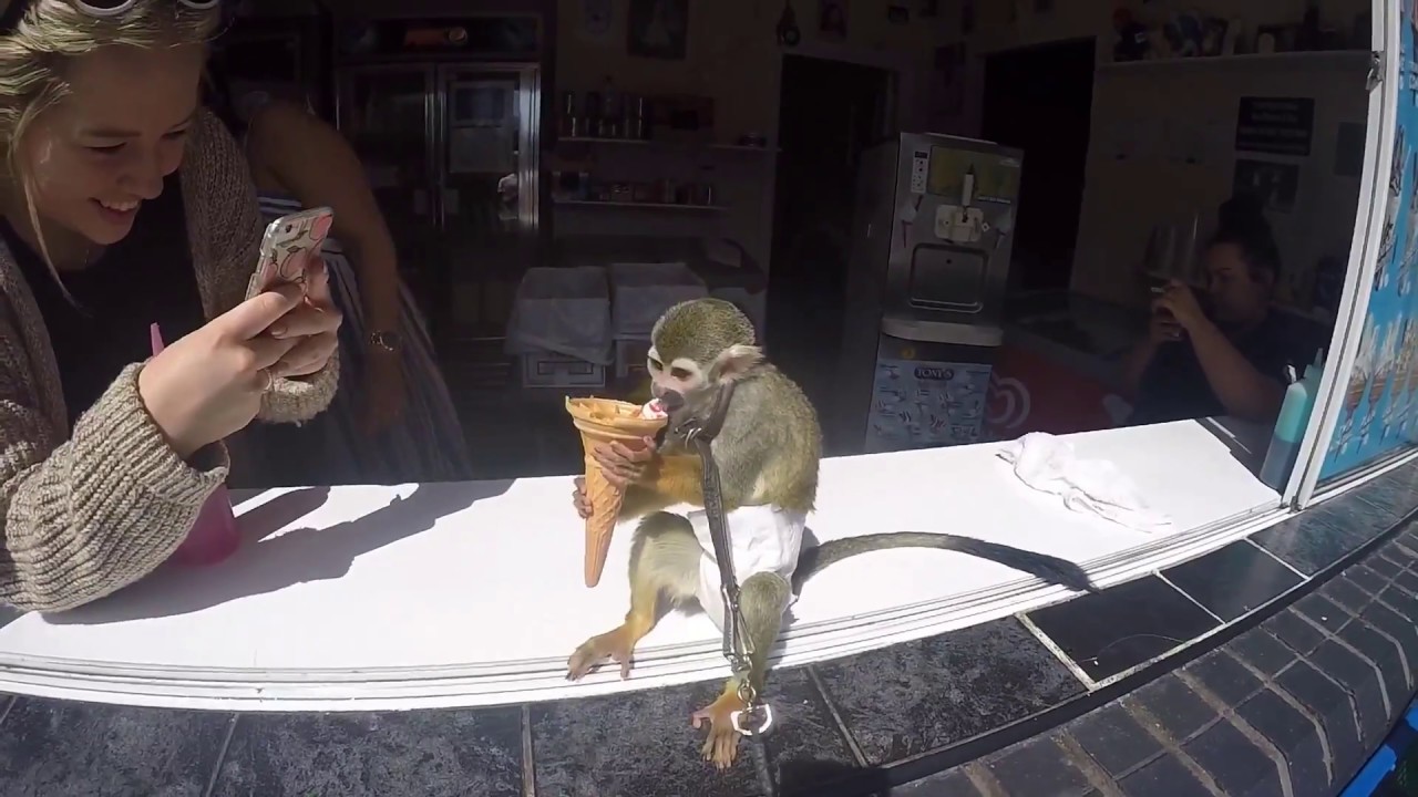 Pet monkey . Chico eating ice cream - YouTube