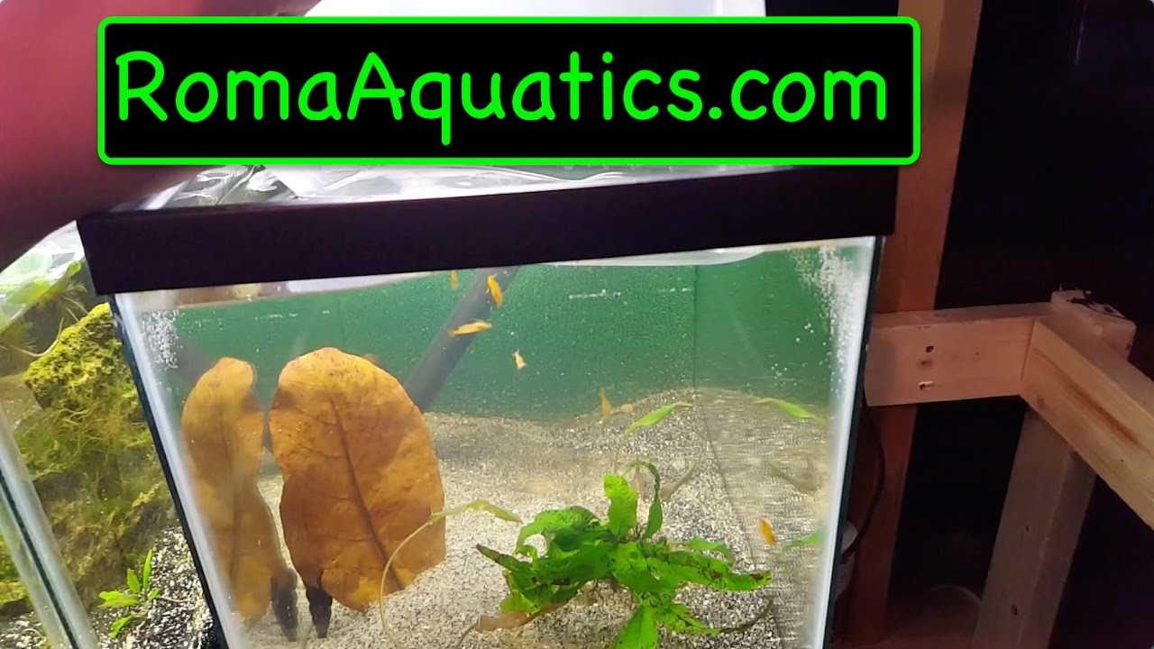 New Shrimp and Snails! How to drip acclimate (time lapse ...