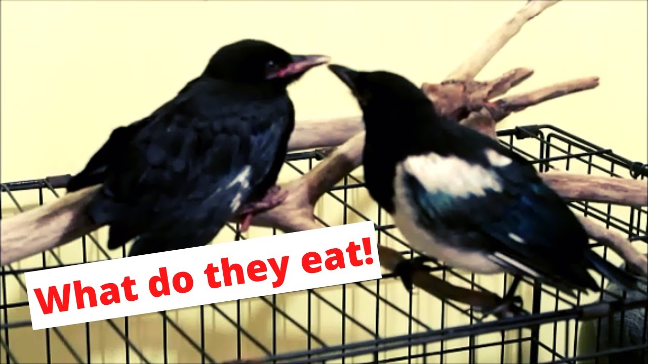 What do crows and magpies eat - YouTube