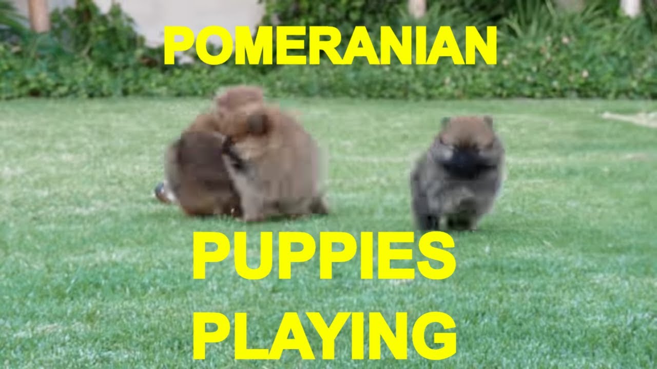 POMERANIAN PUPPIES PLAYING 1 - ACER - YouTube