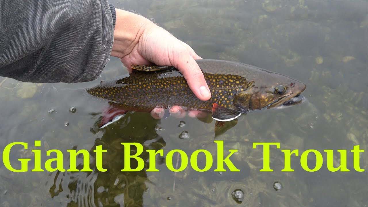Giant Winter Brook Trout! - YouTube
