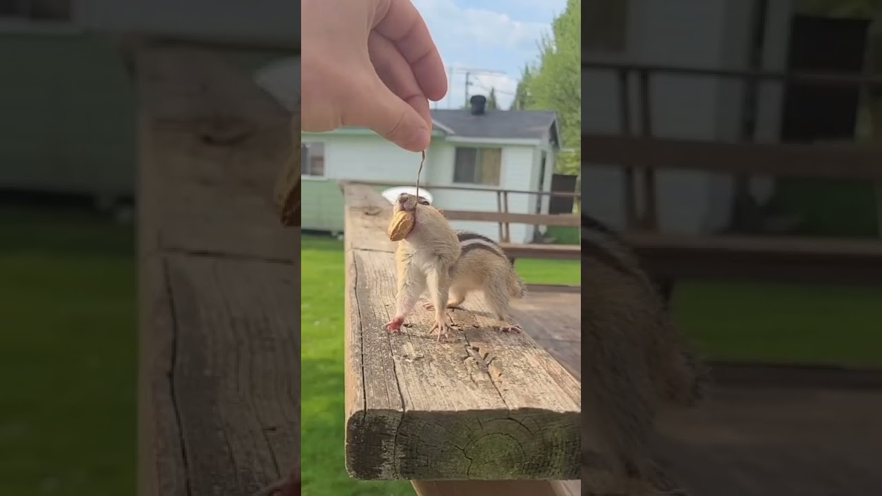 Chipmunk Fishing - YouTube