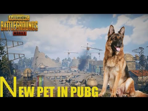 NEW PET IN PUBG mobile dog combanion fully explained in tamil - YouTube