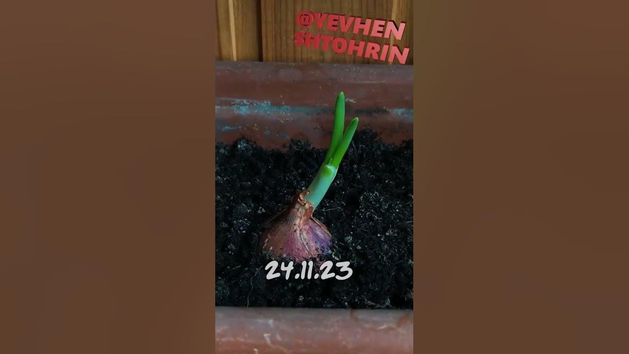 Пригоди Чиполіно або Цибуліно 😁 - YouTube
