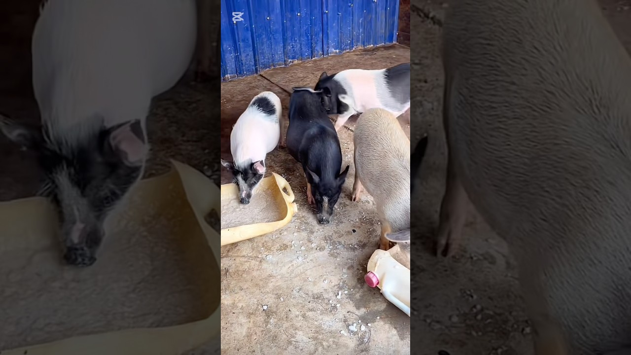 Rat pigs are so happy and eating food. #pigvideo #pig #pets #animals ...