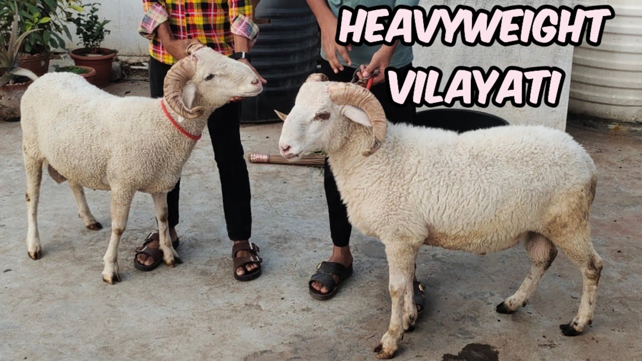 heavy weight vilayati sheeps in Hyderabad edibazar | Marino vilayati ...