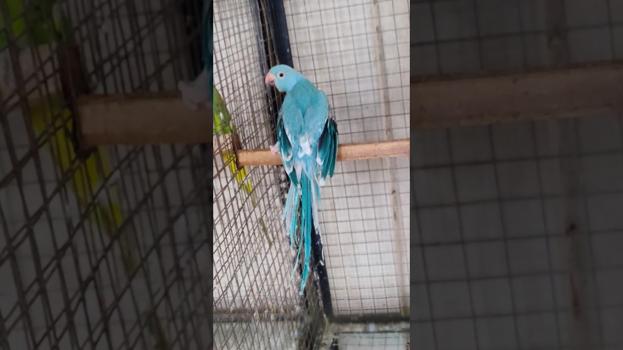 beautiful cyan colour parrots #beauty #parrot - YouTube