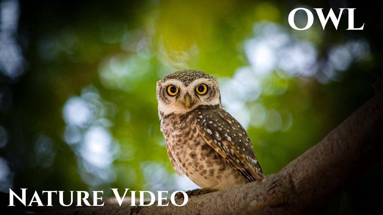 Nature Video | Owl | Relaxing Music - YouTube