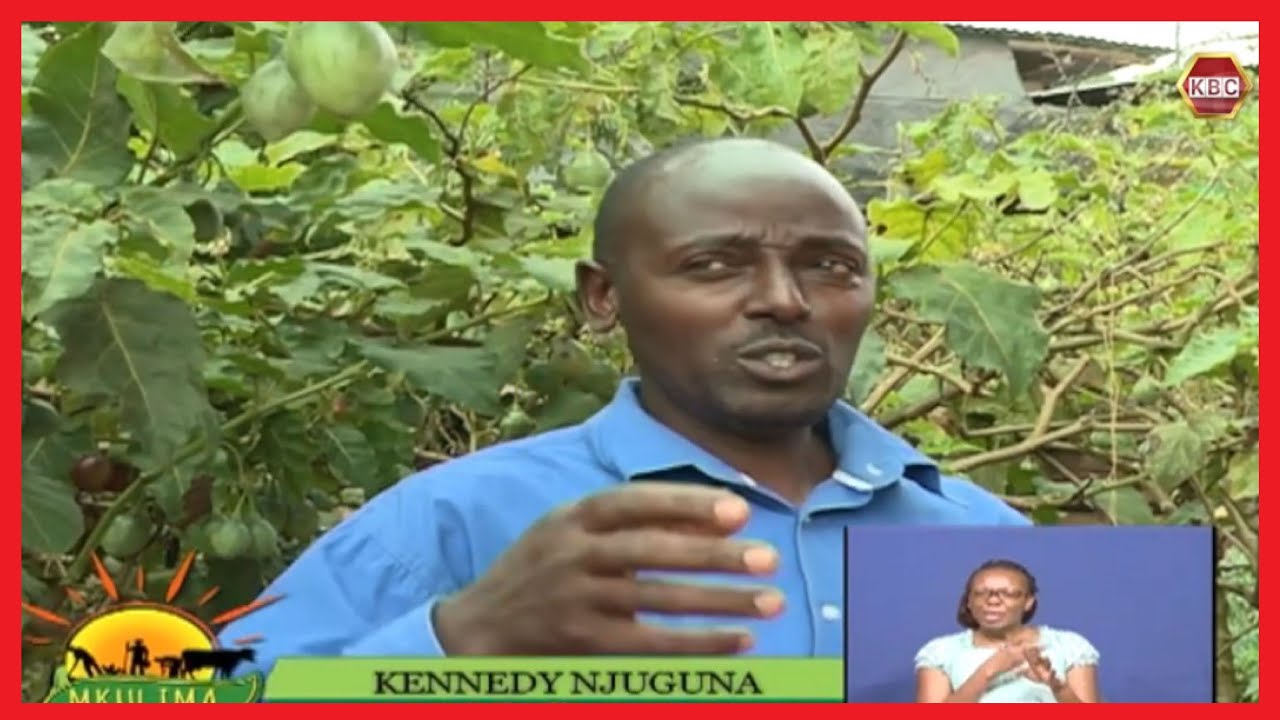 Mkulima: Kilimo Cha Matunda Damu - YouTube