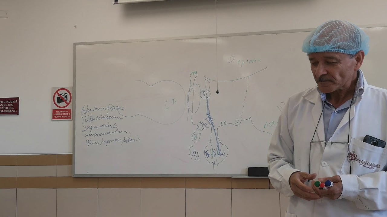 Anatomía II - Tálamo. Dr. Urbina - YouTube