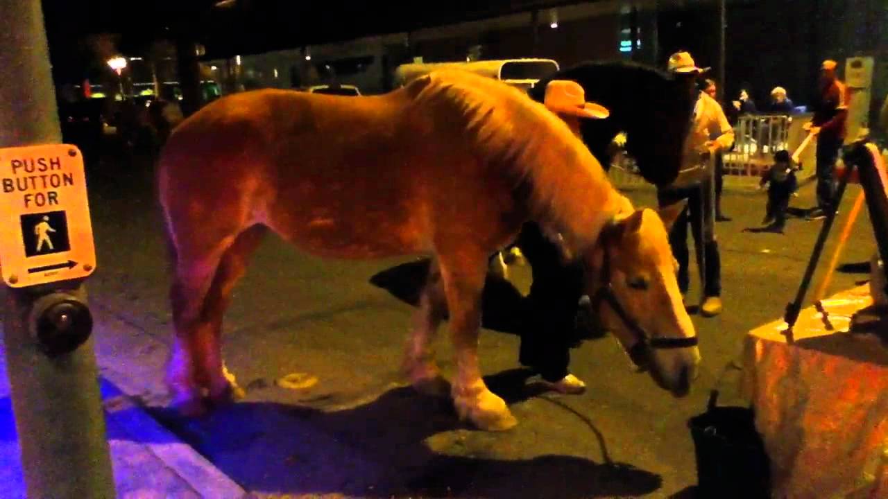 Palm Springs Street Fair Horse (2) 5 - 25 - 2011 David Markarian - YouTube