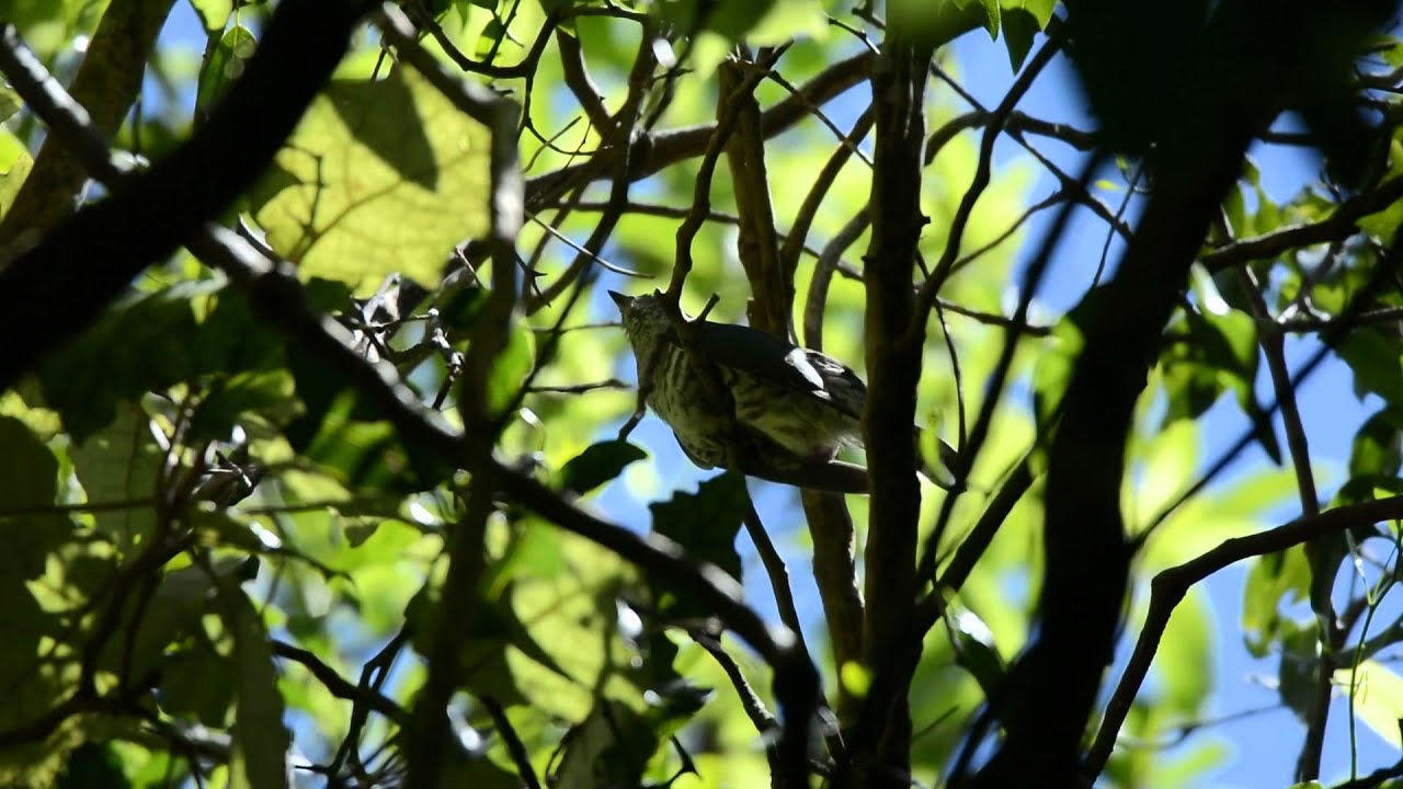 Shining Cuckoo / pīpīwharauroa at Birdwood Reserve - YouTube