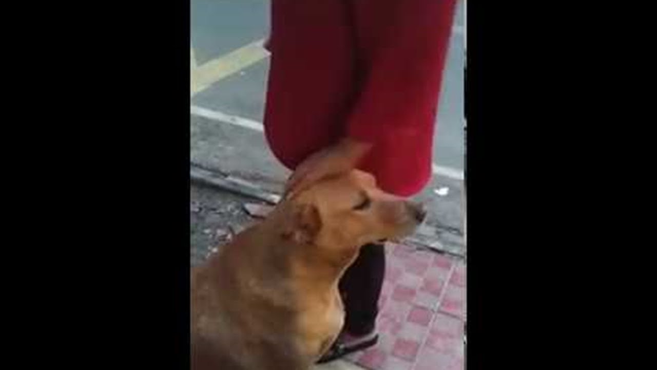 Give Me Head Pets, Human || ViralHog - YouTube